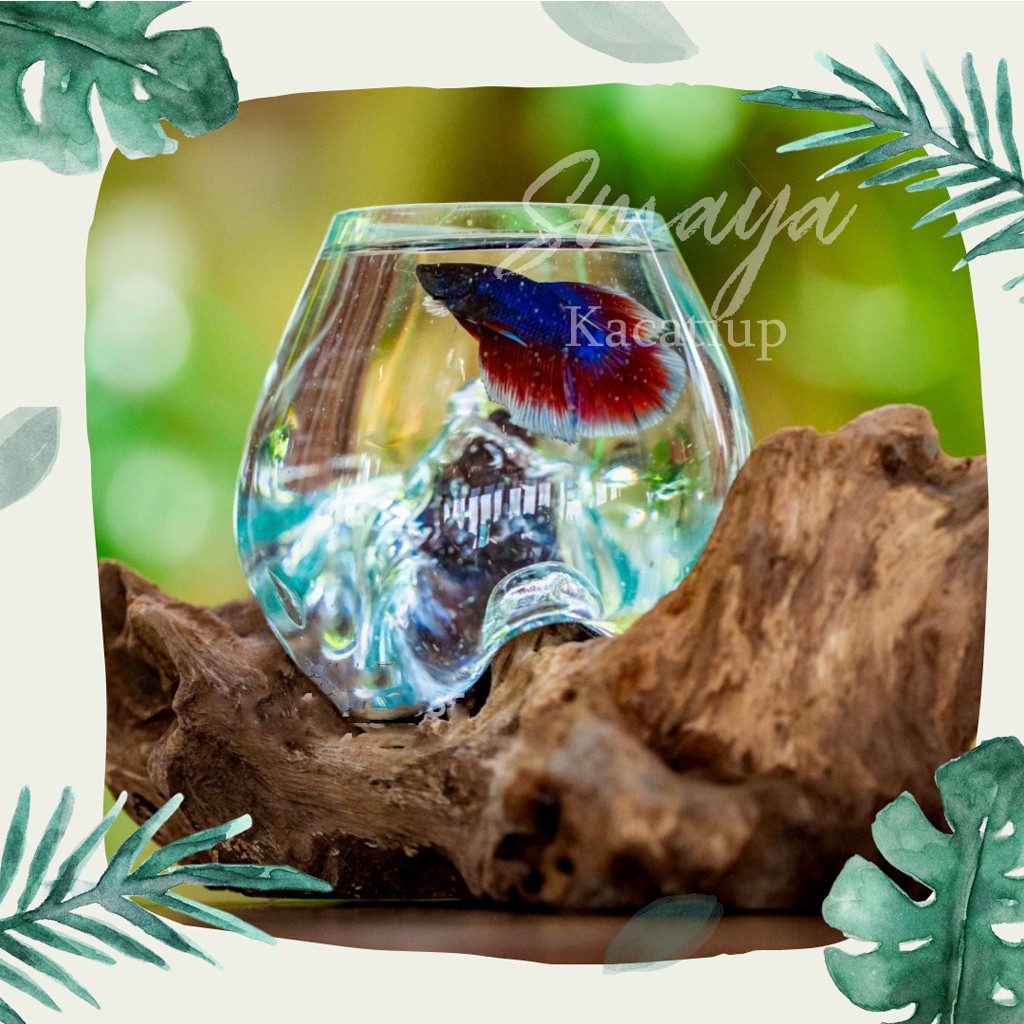 Jual Aquarium Cupang Aquarium Akuarium Ikan Hias Kaca Akrilik Kecil ...