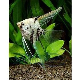 Jual Trending Ikan Hias Manfish Angel Fish Slayer Air Tawar -+ 5Cm ...