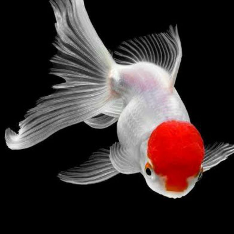 Jual maskoki redcup rw hiasan aquarium | Shopee Indonesia