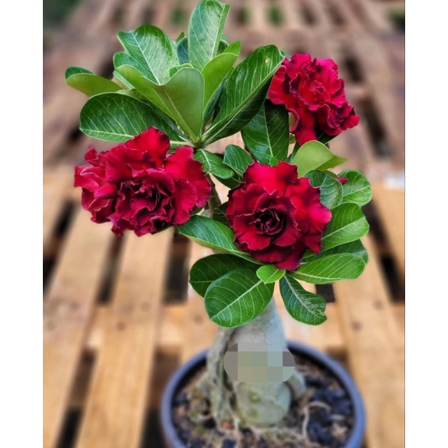 Jual NEW!!! TANAMAN HIAS ADENIUM KAMBOJA JEPANG BUNGA TUMPUK MERAH ...