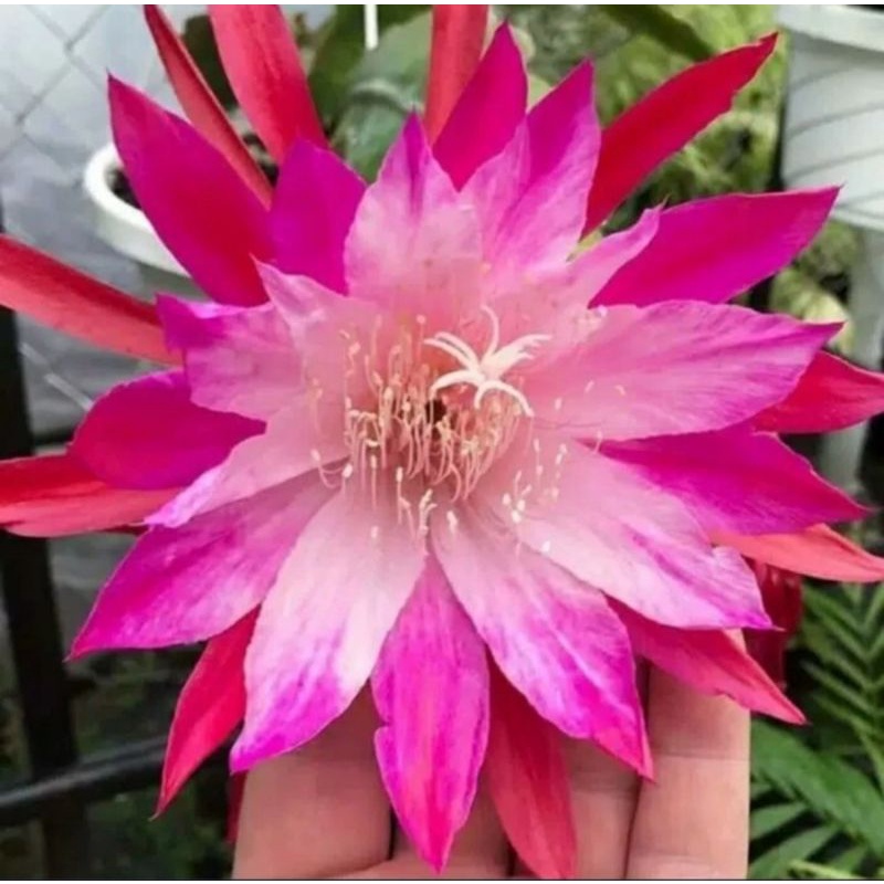 Jual TANAMAN HIAS BUNGA WIJAYA KUSUMA ANGEL OF NIGHT | Shopee Indonesia