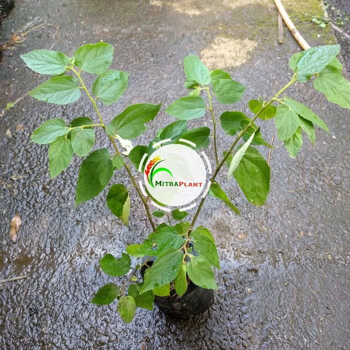 Jual DISCON Bibit Pohon Seri Kersen - Buah Ceri Karsem - Tanaman Buah ...