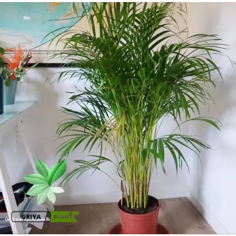 Jual tanaman hias indoor pohon palem kuning palm kuning pinang kuning ...