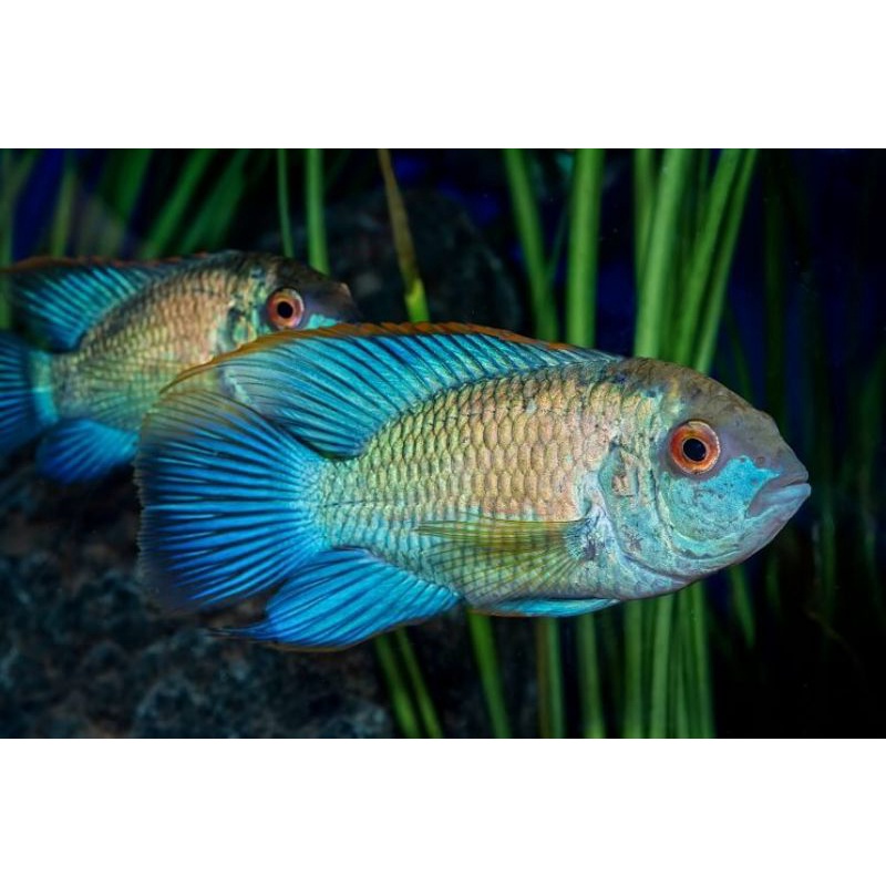 Jual Ikan Hias Blue Akara /Ikan Biru/ Ikan aquascape air tawar | Shopee ...