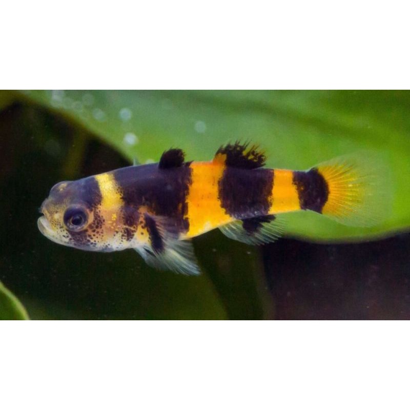 Jual Ikan Hias Goby bumble bee/ Ikan hias goby/ ikan hias aquascape air ...