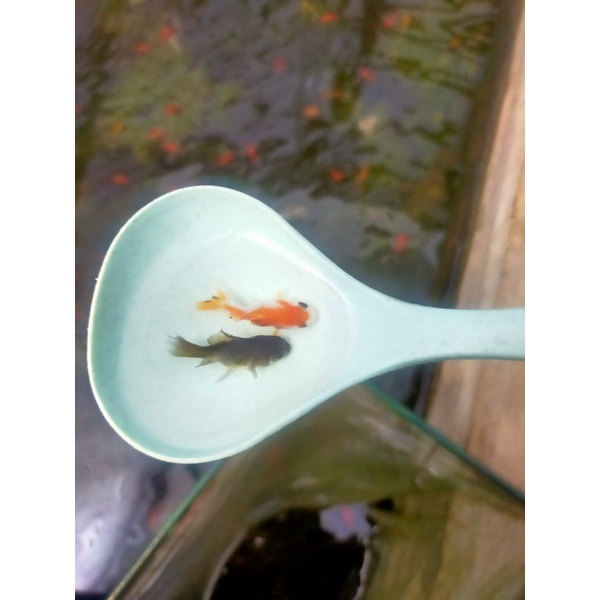 Jual Ikan Hias Mas Koki Mini Bulet/ Ikan hias mas koki/ ikan hias ...