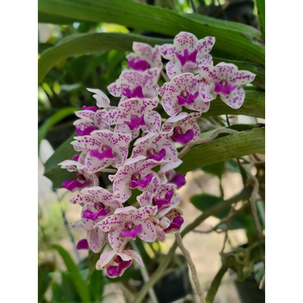 Jual Rhy Gigantea Big Spot | Shopee Indonesia