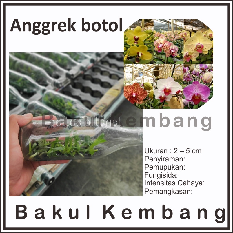 Jual BIBIT ANGGREK BULAN BOTOL anggrek bulan botol anggrek bulan ...
