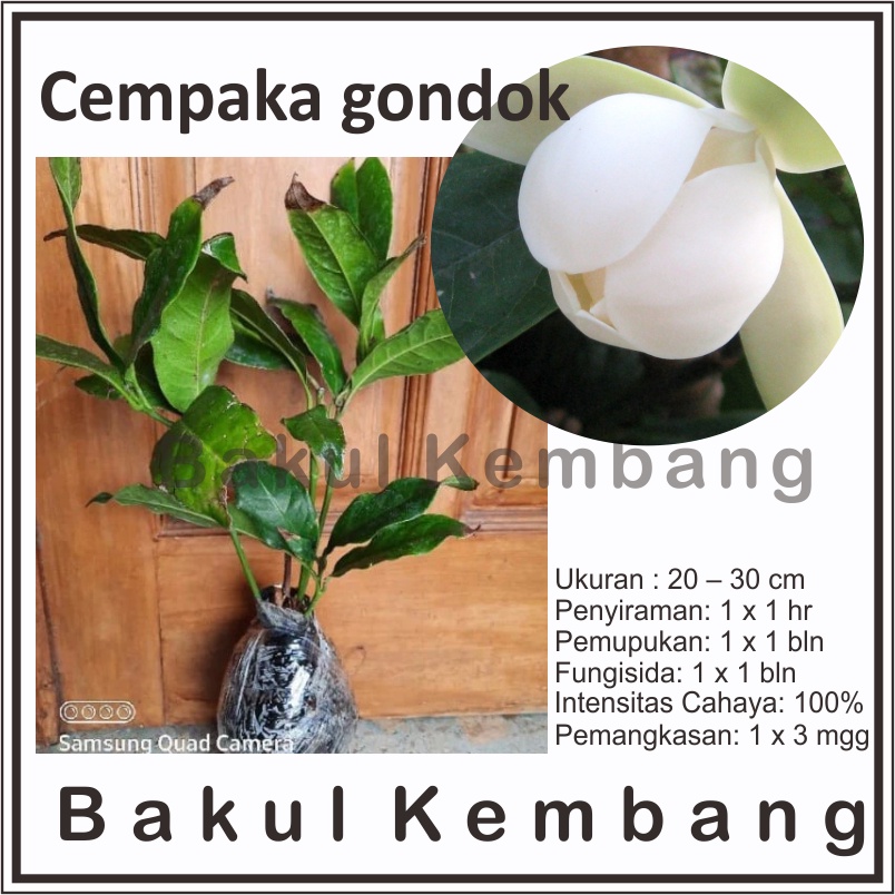 Jual tanaman bunga cempaka gondok putih (Magnolia liliifera) wangi ...