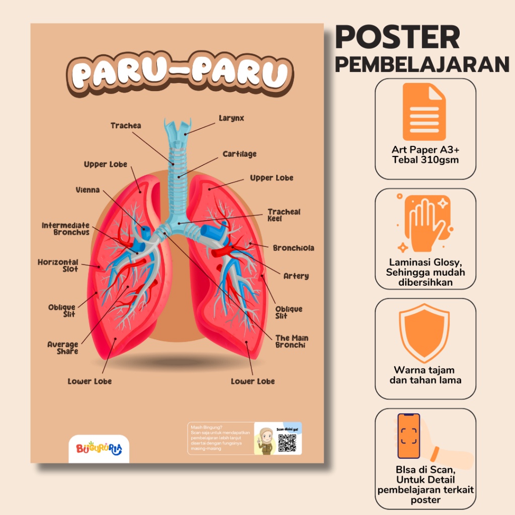 Jual Bu Guru Ria - Poster Anatomi Tubuh Lengkap, Mulai Dari Anatomi Hidung, Sistem Pencernaan ...