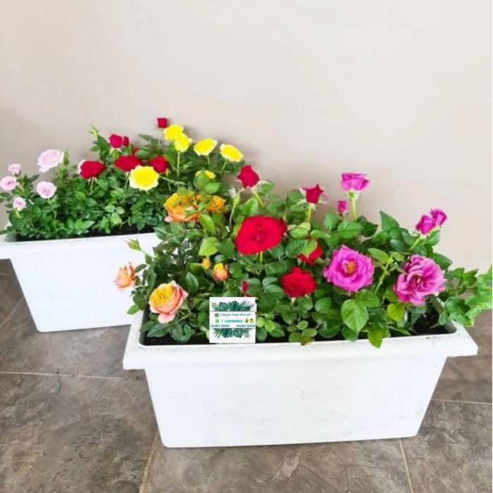 Jual Tanaman Hias Bunga Mawar Campur Warna / Mix Rimbun + Pot Panjang ...