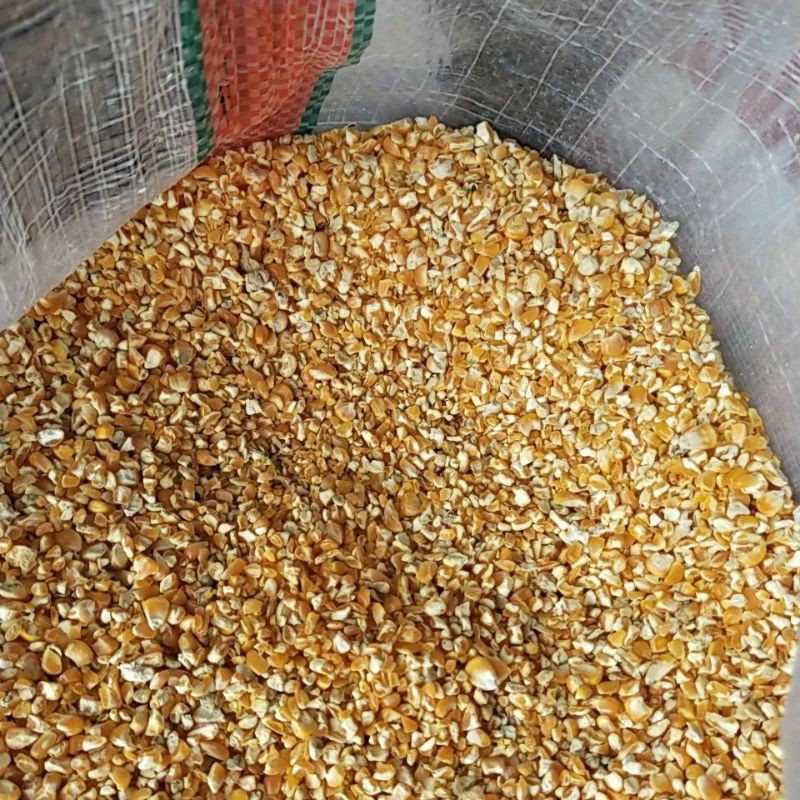 Jual JAGUNG PECAH KASAR 25 kg POLES pakan burung merpati ayam bebek dll ...
