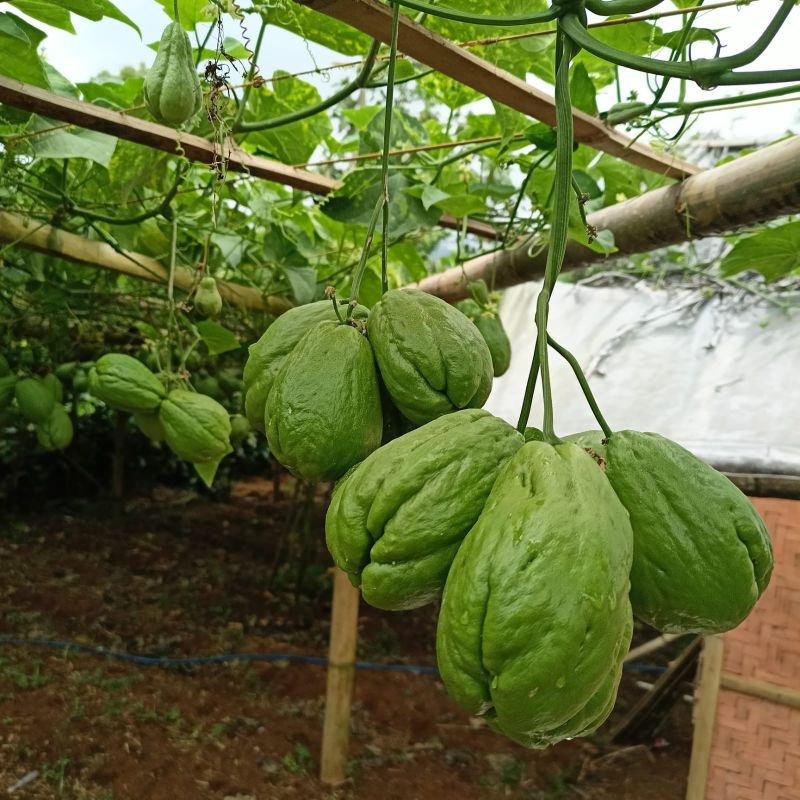 Jual bibit LABU SIAM ANGGUR ori siap tanam / bibit waluh jipang / bibit ...