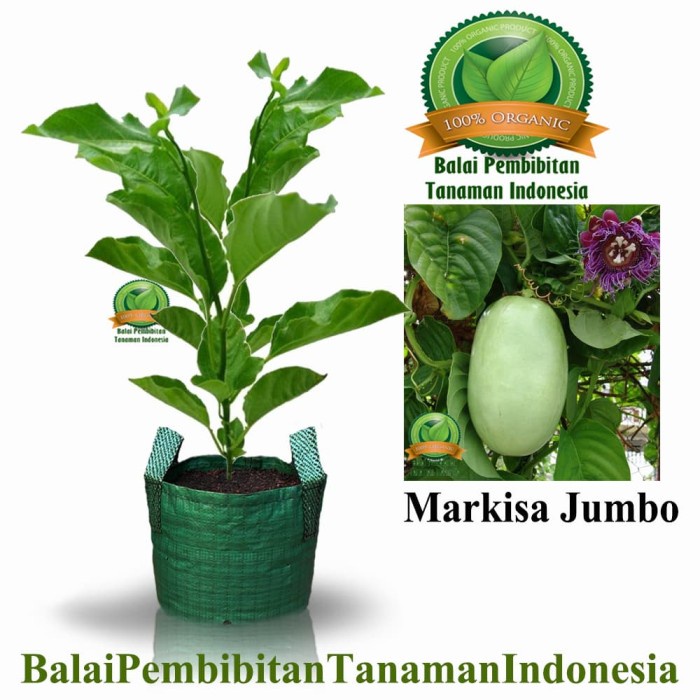 Jual bibit markisa jumbo / bibit buah / tanaman EE44 | Shopee Indonesia