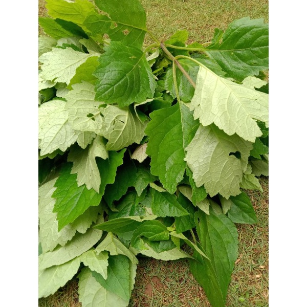 Jual Bibit Stek Batang Daun Nilam daun dilem bahan parfum kosmetik ...