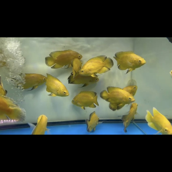 Jual OSCAR LEMON IMPORT THAILAND 12CM ( PURE ) | Shopee Indonesia