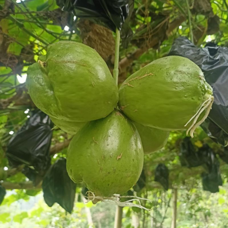 Jual bibit labu siam anggur bebuah lebat, bibit labu siam anggur siam ...