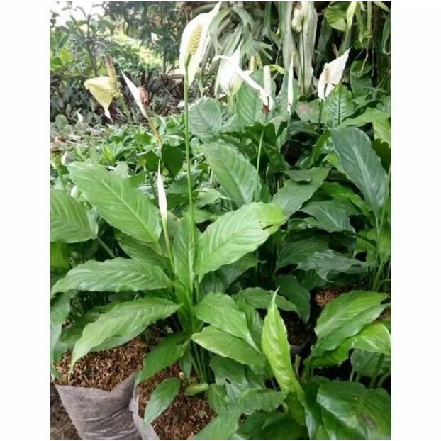 Jual Model Baru Tanaman bunga peace lily ukuran besar 50-60cm ...