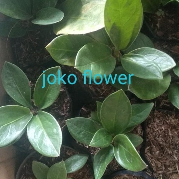 Jual pohon antrium cobra | Shopee Indonesia