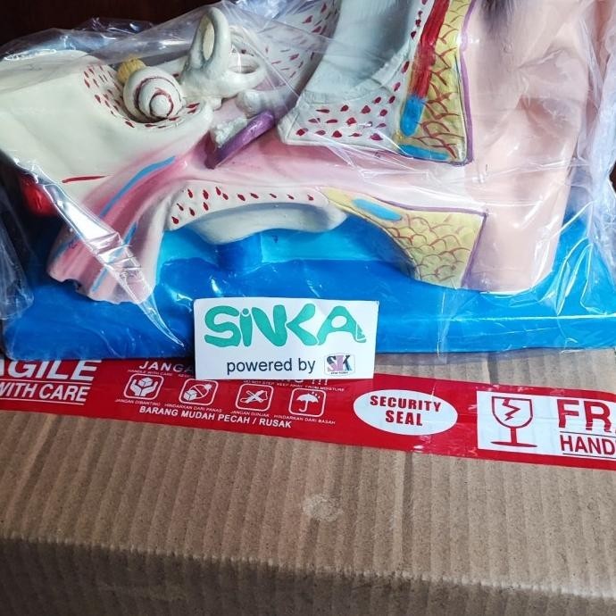 Jual xie Peraga pendidikan Model teliga - Manekin telinga | Shopee ...