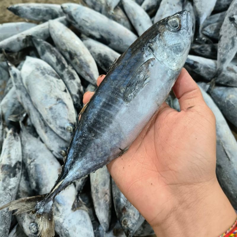Jual Ikan Baby Tuna / Sirara 5kg | Shopee Indonesia