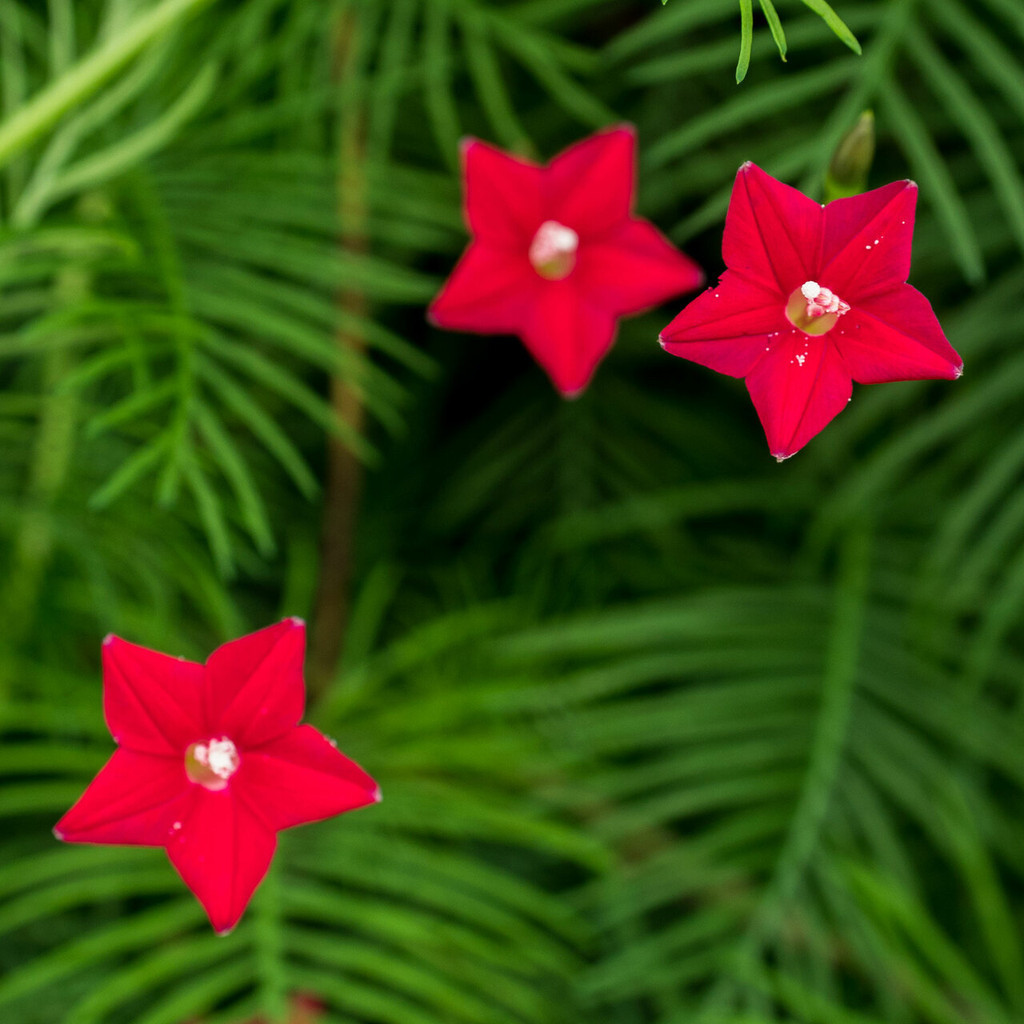 Jual Victory Seed Daun Rincik Bumi Songgolangit Herbal Segar (Isi 100 ...