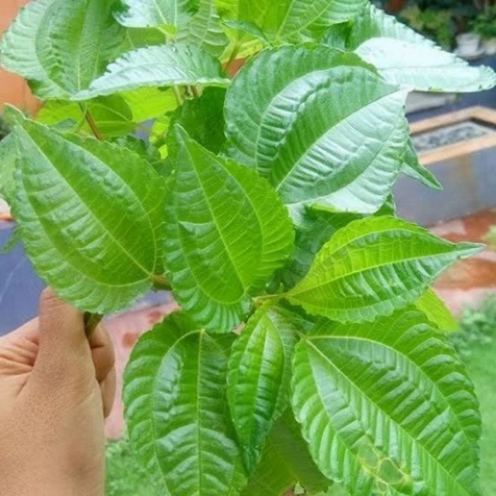 Jual Pohon Pohpohan Bibit Tanaman Lalapan Pohon Daun Poh Pohan TOPP ...