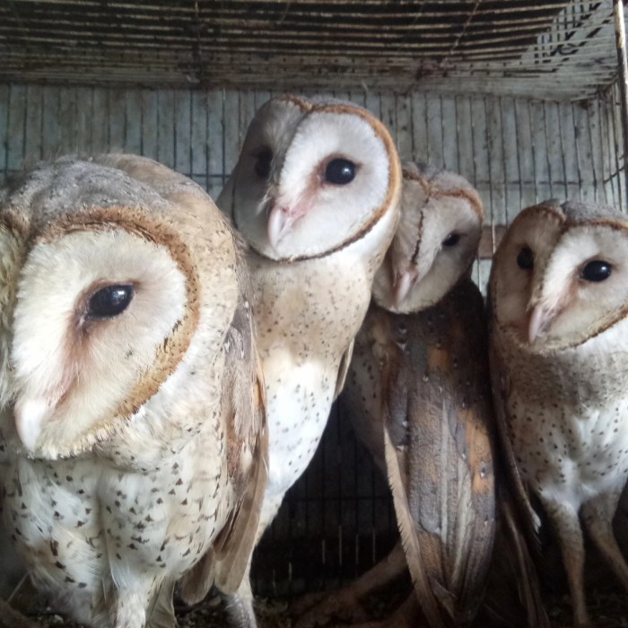Jual Burhan/Burung Hantu Barn Owl/Tyto Alba/Pembasmi Hama Tikus ...