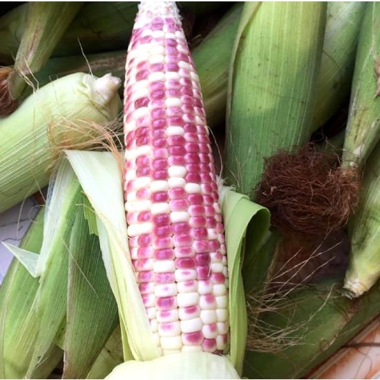 Jual Online Seeds Bibit Benih Jagung Merah Putih - 5 Gram | Shopee ...