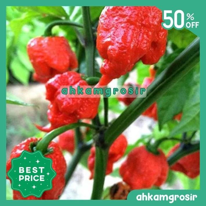 Jual BENIH CABAI TERPEDAS CAROLINA REAPER - GHOST PEPPER - MIX GARDEN ...