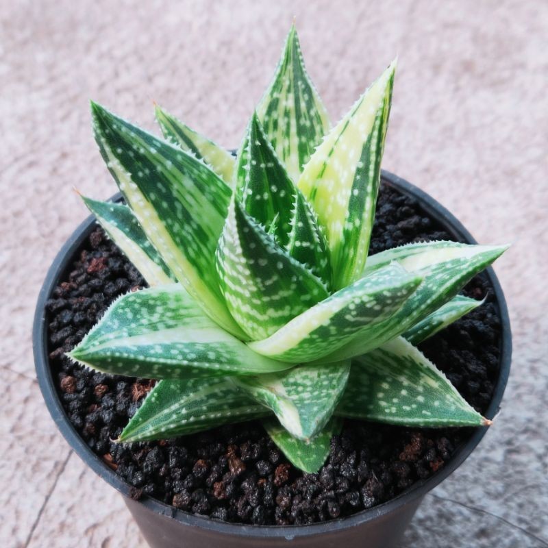 Jual aloe dan gastrolea varigata koleksi | Shopee Indonesia
