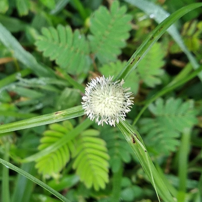 Jual KedaiBenih Daun Rumput Jukut Pendul Herbal Kering ~ 100 Helai ...