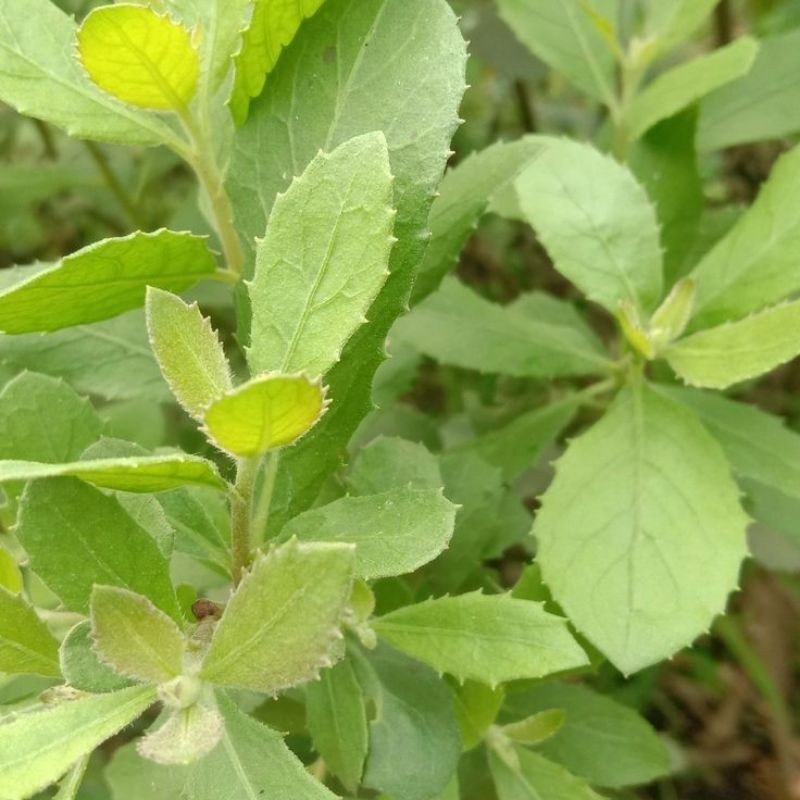 Jual KedaiBenih Daun Beluntas Herbal Segar ~ 500 Lembar | Shopee Indonesia