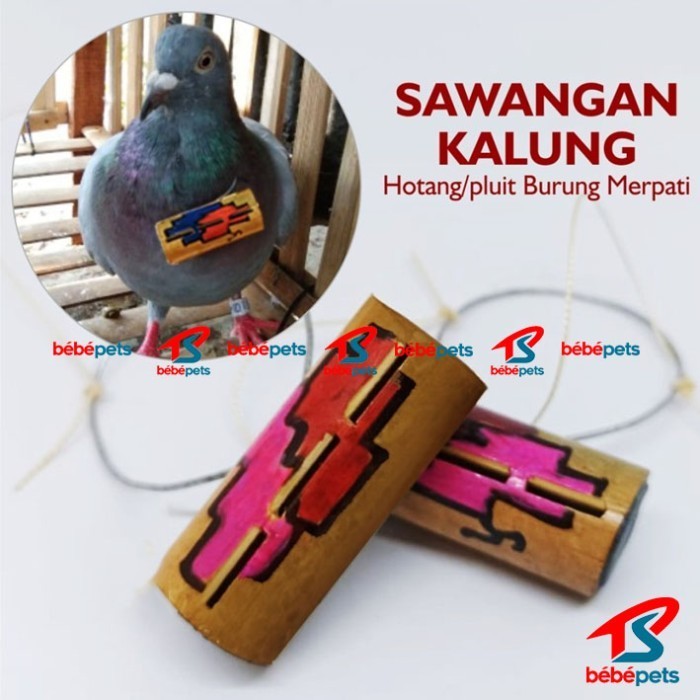Jual SAWANGAN MERPATI HOTANG HATONG MERPATI KALUNG PLUIT | Shopee Indonesia