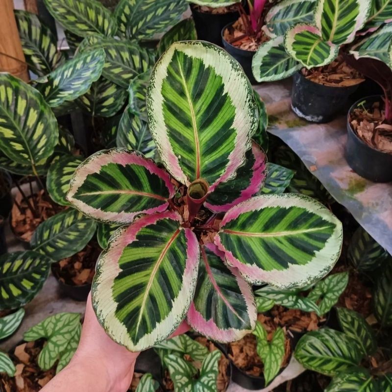 Jual Tanaman Hias Calathea Angela Bunga Hias Calathea Anakan Murah ...