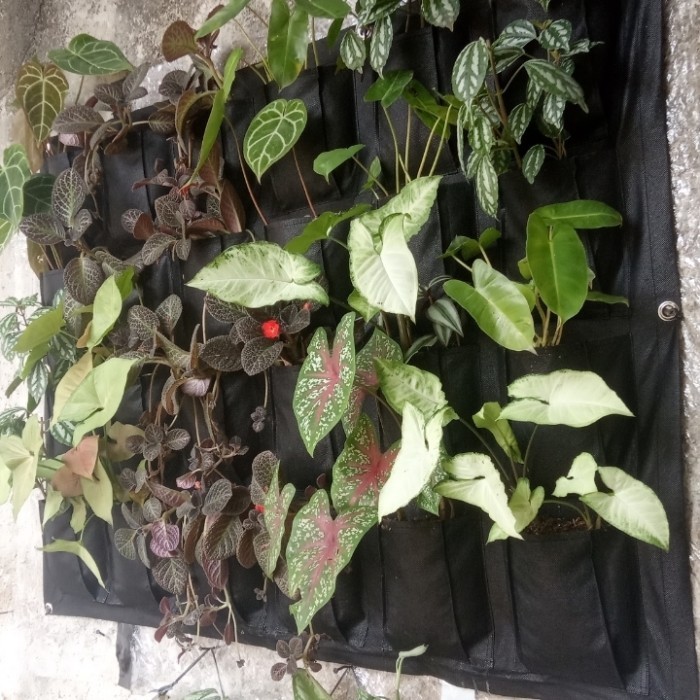 Jual Pot Kantong Tanaman Dinding Kantong 24/Vertical Garden/Wall ...