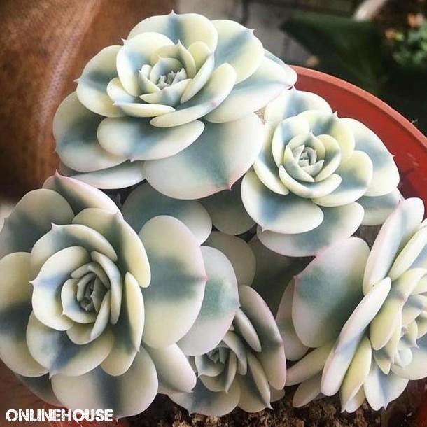 Jual BENIH BIBIT BIJI SUKULEN SUCCULENT PUTIH | Shopee Indonesia