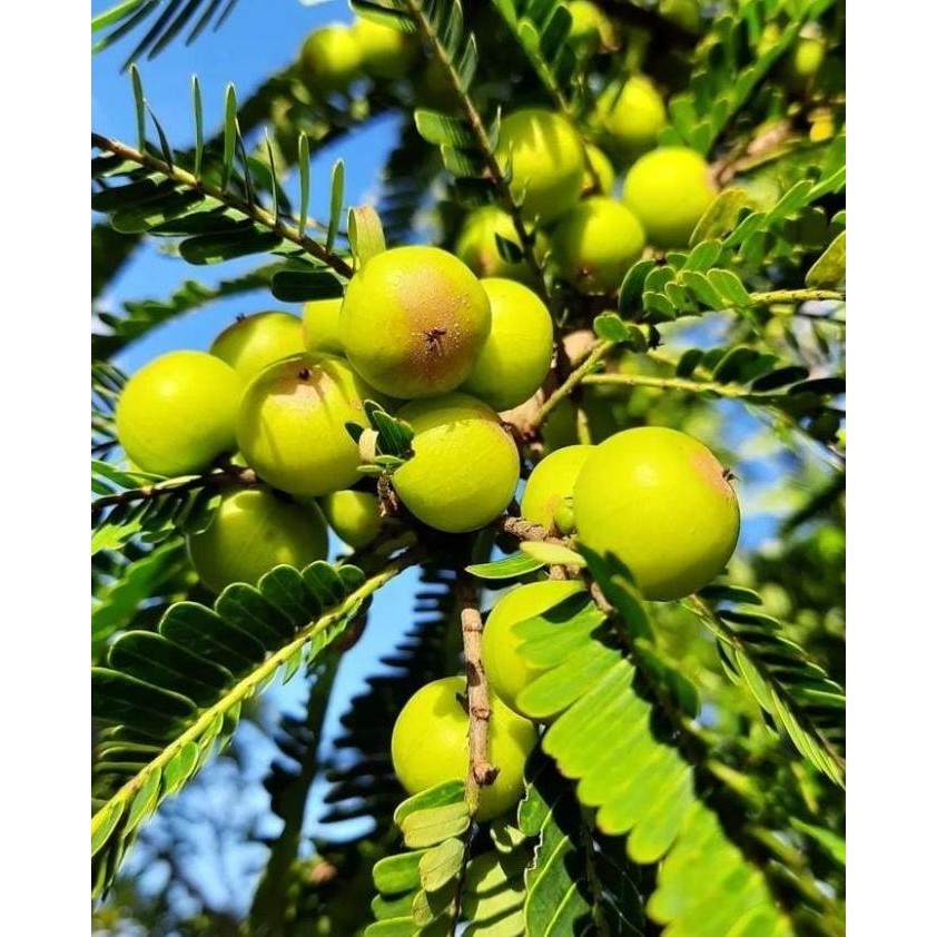 Jual Bibit Tanaman Malaka/kemloko/Amla - Buah Tinggi Anti Oksidan Dan ...
