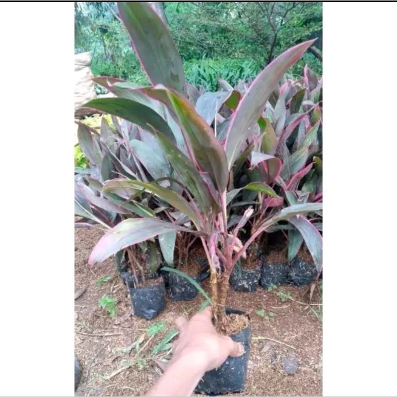 Jual Tanaman Hias Indoor andong merah - Tanaman hias hanjuang merah ...