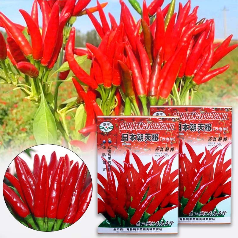Jual Cabai Jepang Benih Sayuran Benih Bibit Biji Super Cabai Cabe Rawit ...