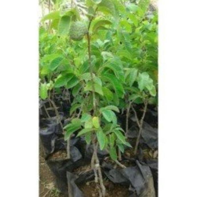 Jual bibit tanaman buah srikaya jumbo okulasi benih pohon di dalam pot ...