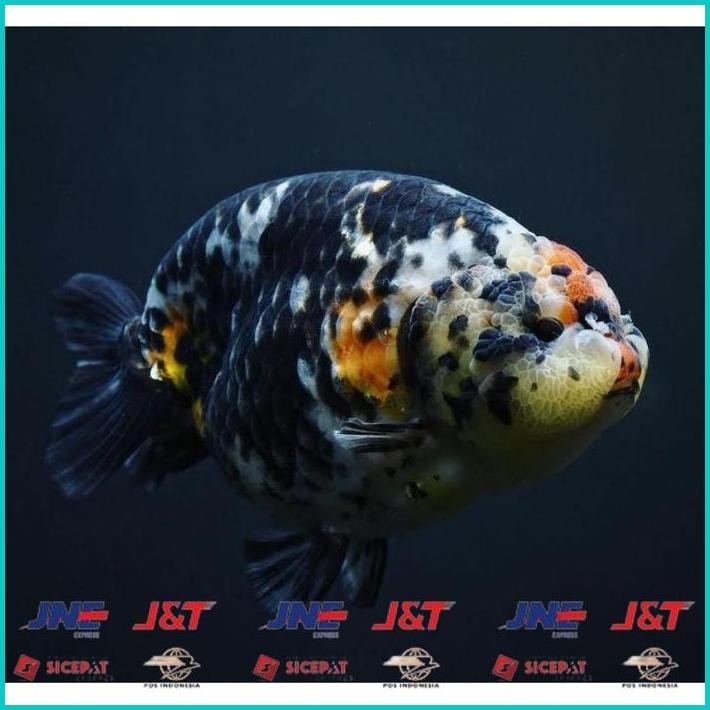 Jual BISMILLAH IKAN HIAS MAS KOKI RANCU CALICO SAPI GRADE A HIGH ...