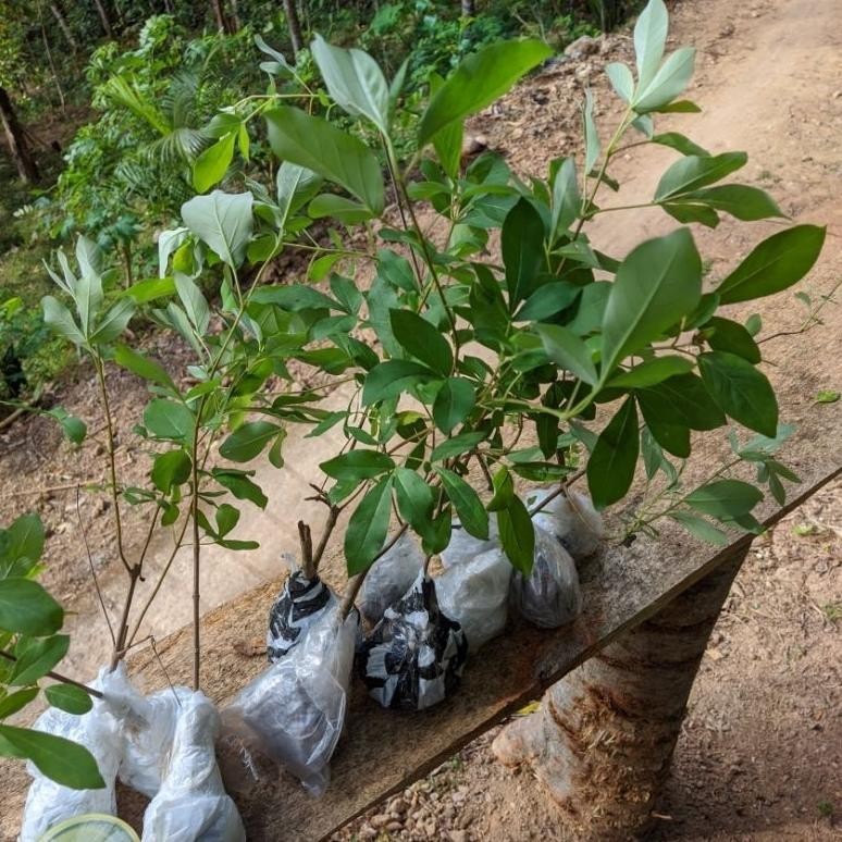 Jual TANAMAN LEGUNDI HIDUP | Shopee Indonesia