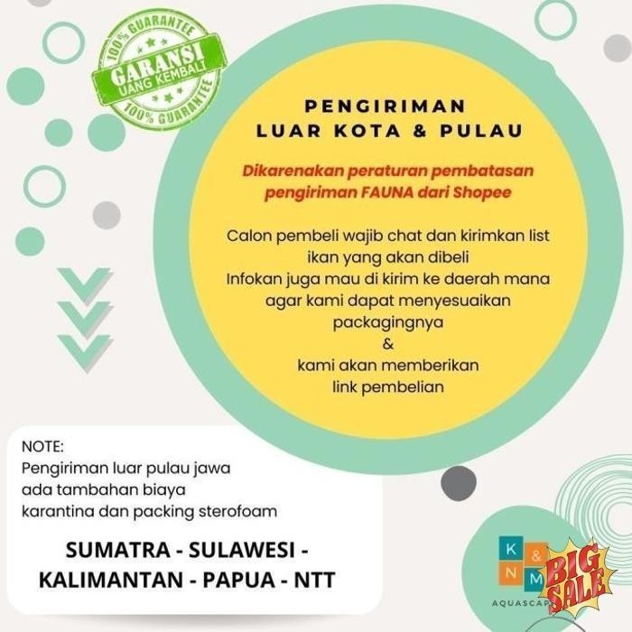 Jual Original La[R]Is- Rasbora Galaxy Ikan Hias Air Tawar Aquarium ...