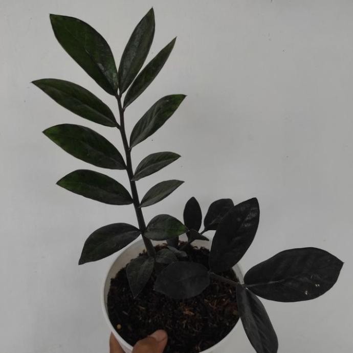Jual Tanaman Hias Zamia Black Reven - Zamia Dollar Black - Zamia Hitam ...