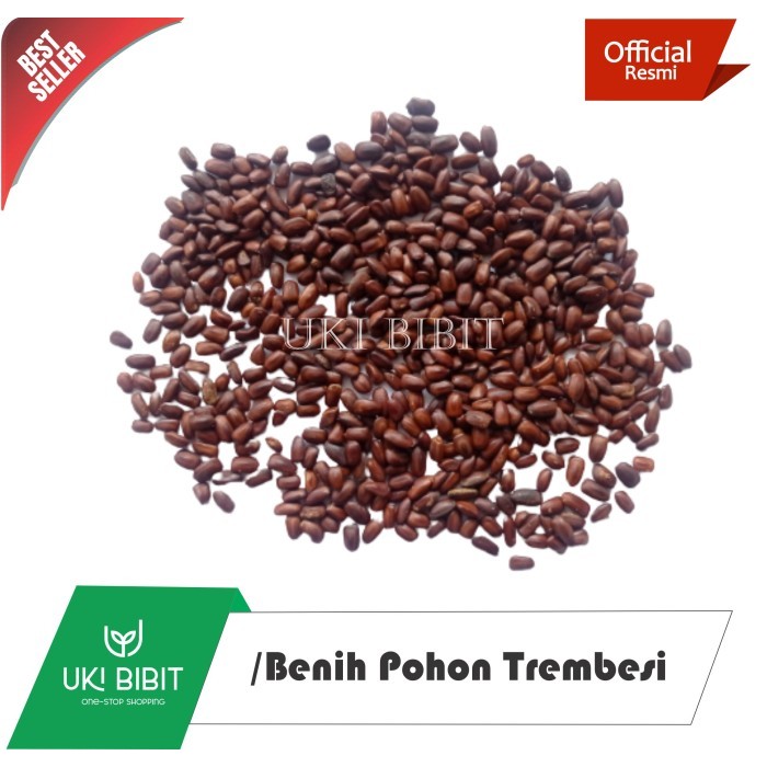 Jual ( 1 Kg ) Benih Pohon Trembesi / Samanea Saman (Jacq.)(Merr ...