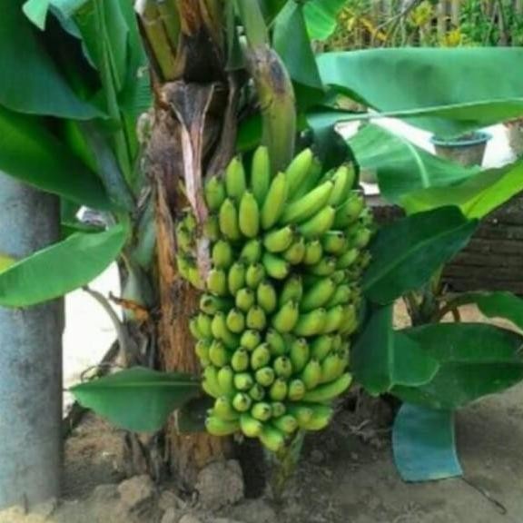 Jual bibit tanaman buah pisang ambon mini super ATY | Shopee Indonesia