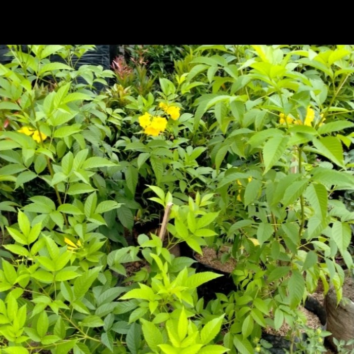 Jual Terlaris Aryt Tanaman Hias/Bunga/Pohon Tecomaria Tekomaria Teko ...