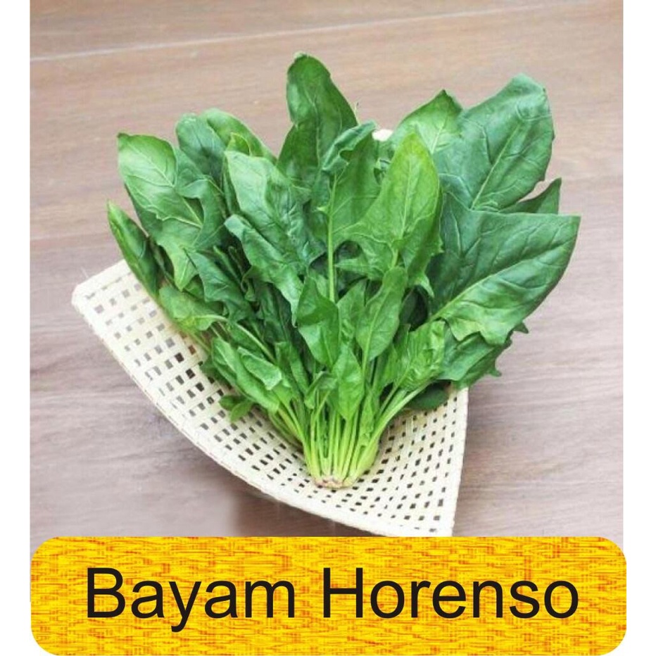 Jual 40 BUTIR BIJI / BENIH BAYAM JEPANG HORENSO | Shopee Indonesia