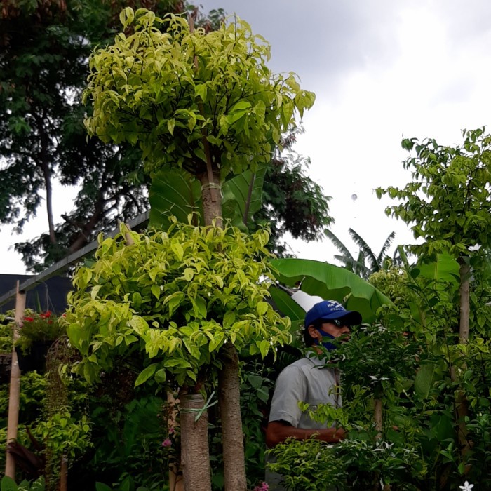 Jual Tanaman Bonsai Anting Putri Bunga 2 Meter Shopee Indonesia